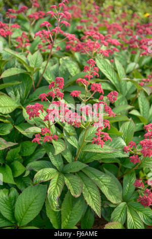 Fingerleaf Rodgers Flower (Rodgersia pinnata 'Crug Cardinal', Rodgersia ...