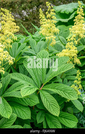 Rodgers Flower (Rodgersia aesculifolia), blooming, United Kingdom ...