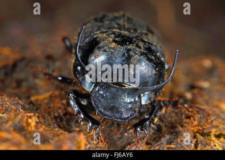 Dung beetle, Taurus scarab, Bull-headed Dung Beetle, Bullhorned Dung ...