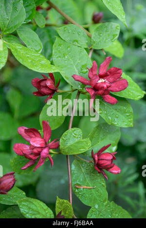 Calycanthus × raulstonii Hartlage Wine,× Sinocalycalycanthus raulstonii ...