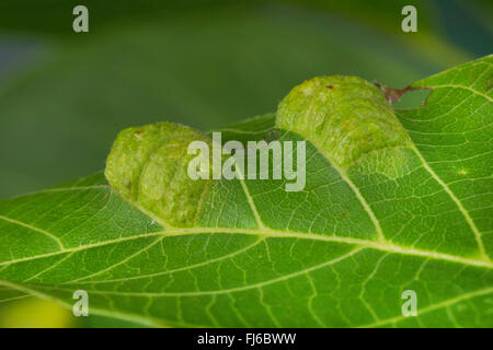 Walnut Erineum Mite, Walnut Leaf Gall Mite, walnut blister mite ...