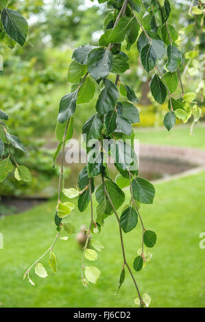 Weeping beech (Fagus sylvatica 'Pendula', Fagus sylvatica Pendula ...