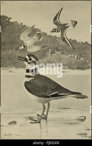 Distribution and migration of North American shorebirds (1910 ...