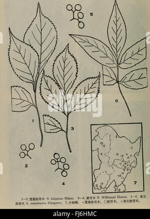 An illustrated guide to the flora of northeast China, depicting various ...