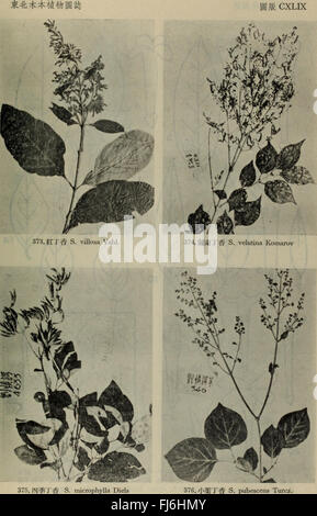 A Chinese botanical work from 1955 featuring illustrations of plants ...