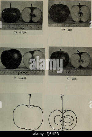 dong bei ping guo pin dong bei ping guo pin zhong jie shuo ...