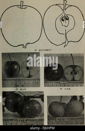 dong bei ping guo pin dong bei ping guo pin zhong jie shuo ...