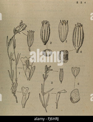 A 1959 botanical catalog detailing plant species in northeastern China ...
