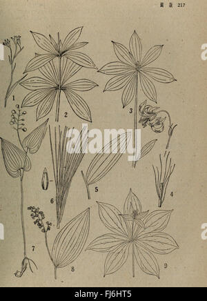 dong bei zhi wu jian Stock Photo - Alamy