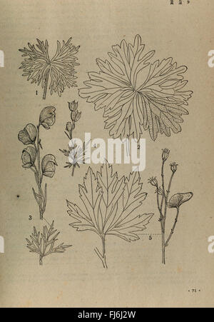 A 1959 botanical index of plant species from Northeast China, serving ...