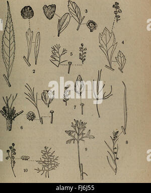 A botanical catalog from 1959, focusing on plant species native to ...