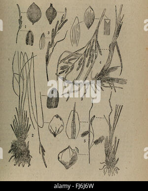 An illustration from the 'Dong Bei Zhi Wu Jian Suo Biao,' a botanical ...