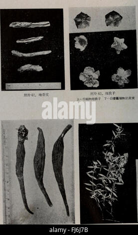 dong bei zhi wu yao Stock Photo - Alamy