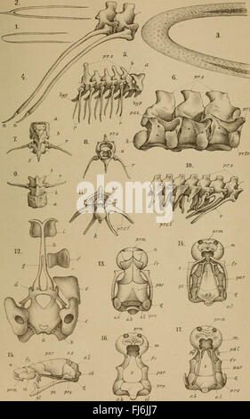 A detailed classification of animal species from the animal kingdom ...