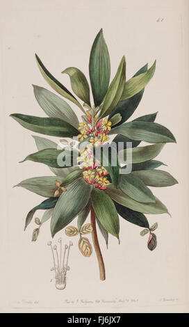 A botanical register from 1829, featuring detailed copper engravings of ...