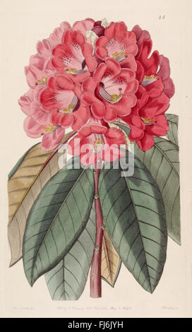 An engraving from Edwards's Botanical Register, a 19th-century ...