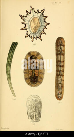 A detailed work on the classification of mollusks, specifically shell ...
