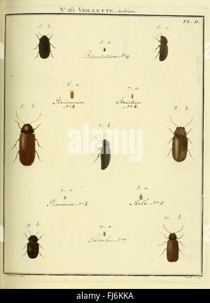 An illustration from 'Entomologie' depicting the natural history of ...