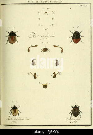 A plate from 'Entomologie,' illustrating the natural history of beetles ...