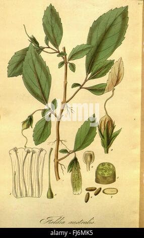 Great Britain, Missouri Botanical Garden, Peter H. Raven Library ...