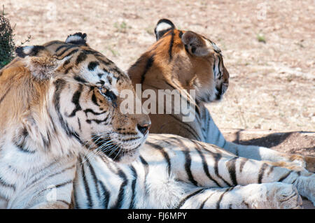 Two tiger resting under the tree Nature background Stock Photo - Alamy