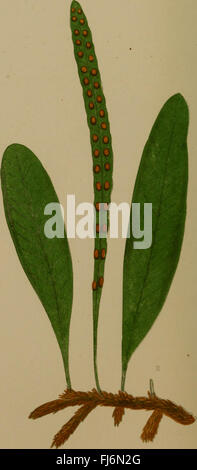 British and Exotic Ferns: A Study of Fern Species from Various Regions ...