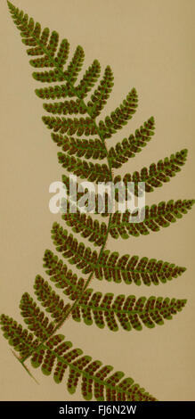 A comprehensive guide to British and exotic fern species, offering ...