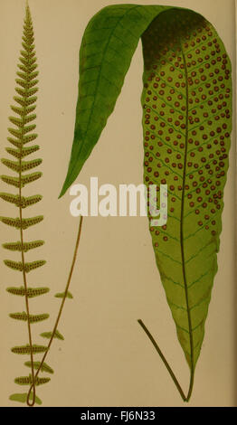 Ferns - British and Exotic, documenting fern species native to Britain ...