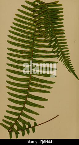 British and Exotic Ferns: A Study of Fern Species from Various Regions ...