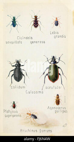 A field guide to North American insects, providing identification ...
