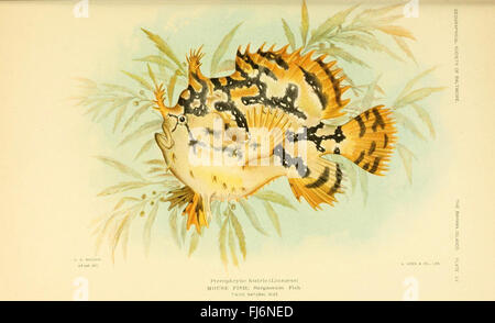 Fishes of the Bahama Islands (Plate LV) (6124681438 Stock Photo - Alamy