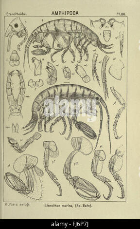 A study of invertebrate species found in Sicily, Italy, focusing on ...