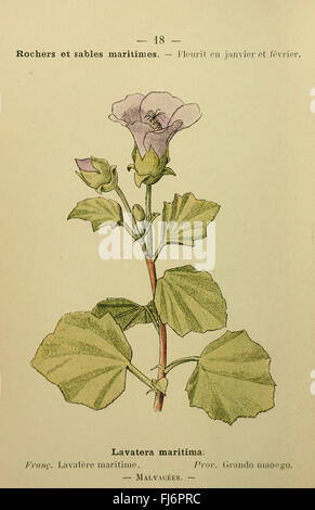 A botanical field guide illustrating plant species along the ...
