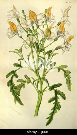 European flora, botanical illustrations, greenhouse plants, garden ...