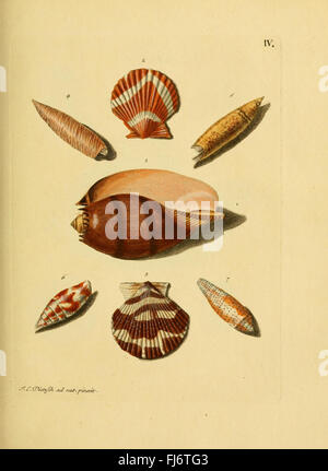 A collection of shells and horns illustrated in their natural colors ...