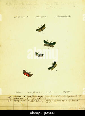 A study on the Lepidoptera family, focusing on Hübner’s Geometra ...