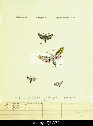 A study on the Lepidoptera family, focusing on Hübner’s Geometra ...