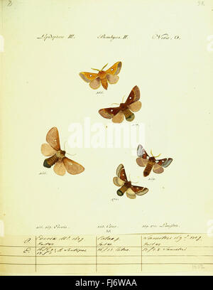 Hubner's Papilio (Page Plate III-II-A Stock Photo - Alamy