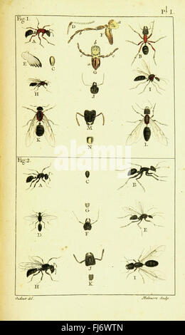 Histoire naturelle des Fourmis (Natural History of Ants), a scientific ...