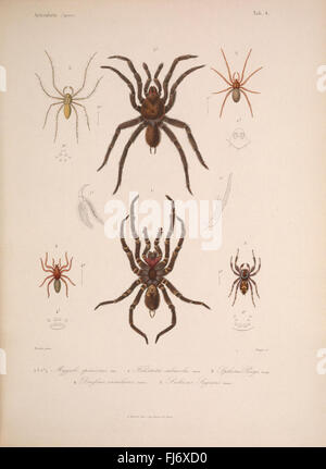 Histoire physique, politique et naturelle de l'ile de Cuba, Atlas ...