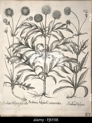 16th-century botanical work featuring medicinal plants and early ...