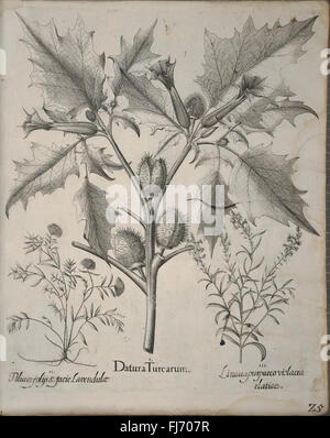 A botanical work illustrating and describing various plant species ...