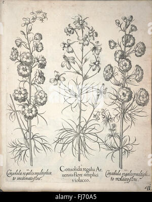 'Hortus Eystettensis' is a famous 17th-century botanical work depicting ...