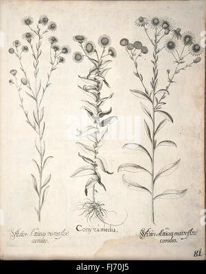 Hortus Eystettensis, an early 18th-century botanical work, provides ...