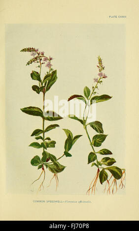 'How to Know the Wild Flowers', a guide to identifying wildflowers in ...