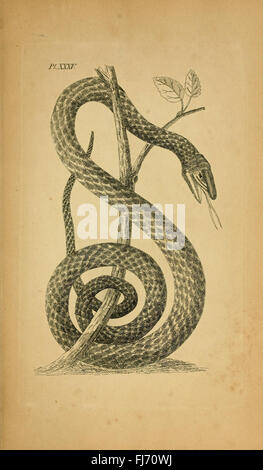 Amphibians Harvard University, MCZ, Ernst Mayr Library Pictorial works ...