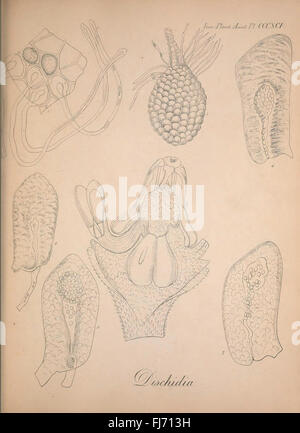 A botanical reference featuring scientifically illustrated plant ...