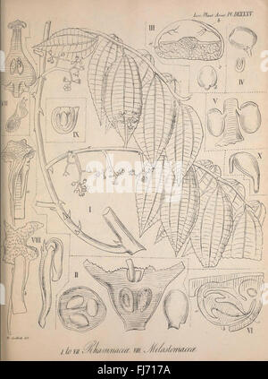 Iconography of Asian Plants, Detailed Botanical Illustrations ...