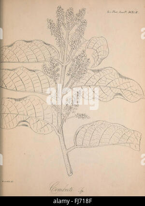Iconography of Asian Plants, Detailed Botanical Illustrations ...