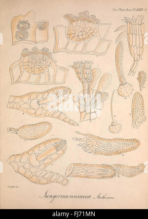 A botanical reference featuring scientifically illustrated plant ...